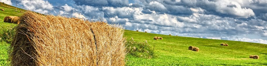 The Colbert Questionnaire – Wheat & Tares