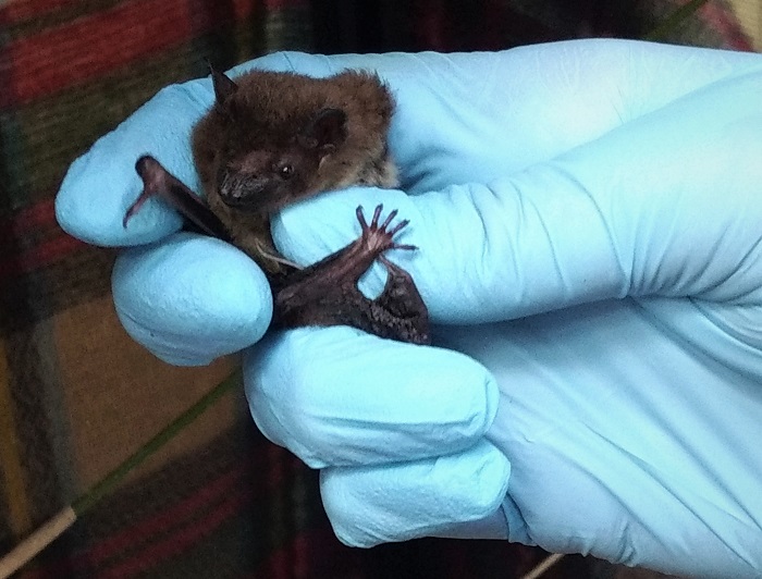 Receiving a Sure Witness – Wheat & Tares