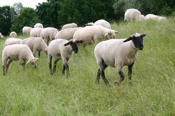 Finding the Lost Sheep – Wheat & Tares
